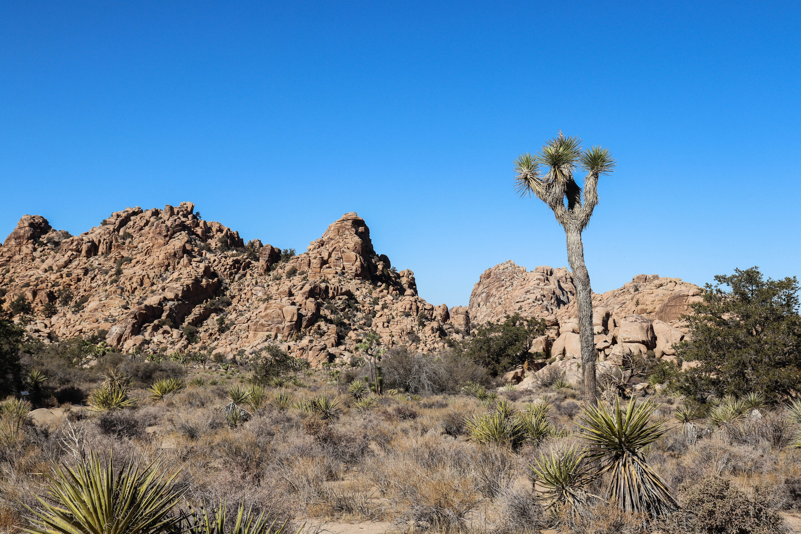 Joshua Tree National Park - Saving Time in a Bottle